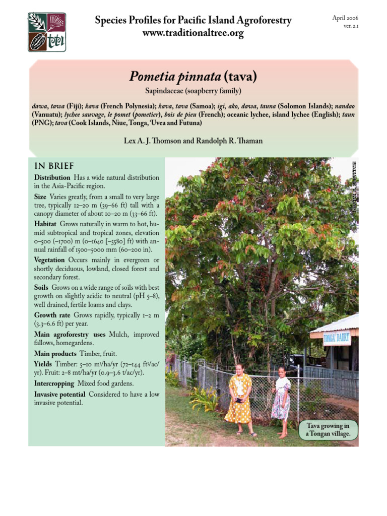 Tava Tree (Pometia pinnata) Overview | PDF | Flowers | Wood