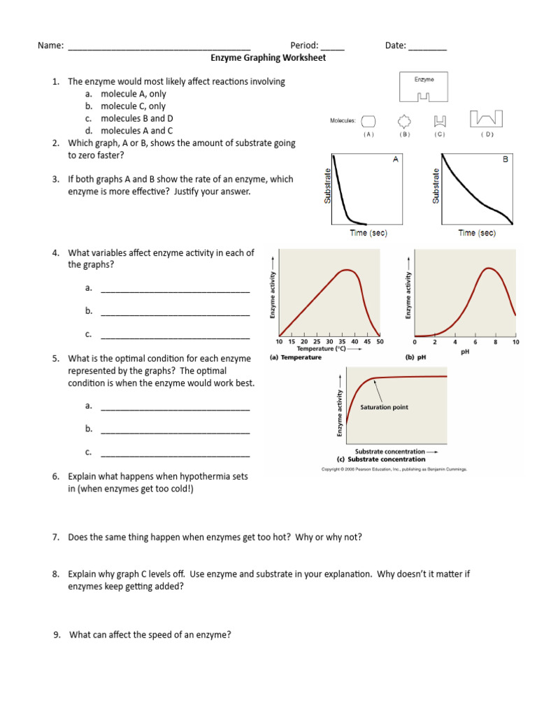 Enzyme Graphing Worksheet | PDF