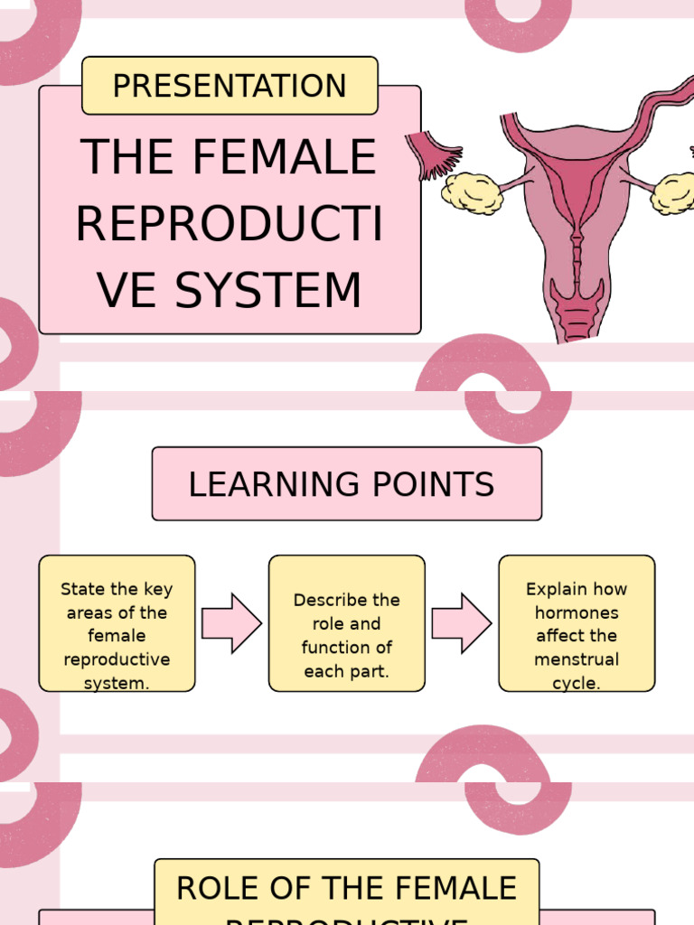 Female Reproductive | PDF | Menstrual Cycle | Reproductive System