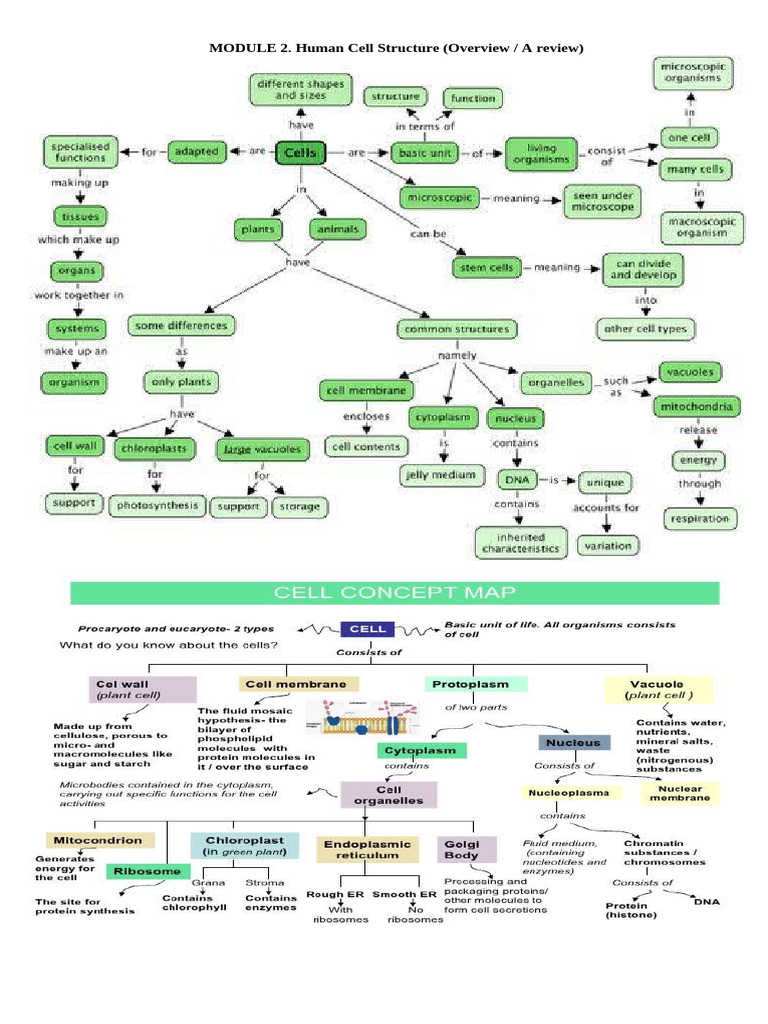 Module 2. Human Cell Structure | PDF | Endoplasmic Reticulum ...