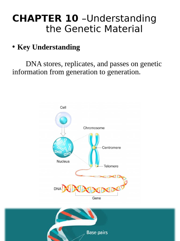 CHAPTER 10 –Understanding the Genetic Material. | PDF | Dna | Rna