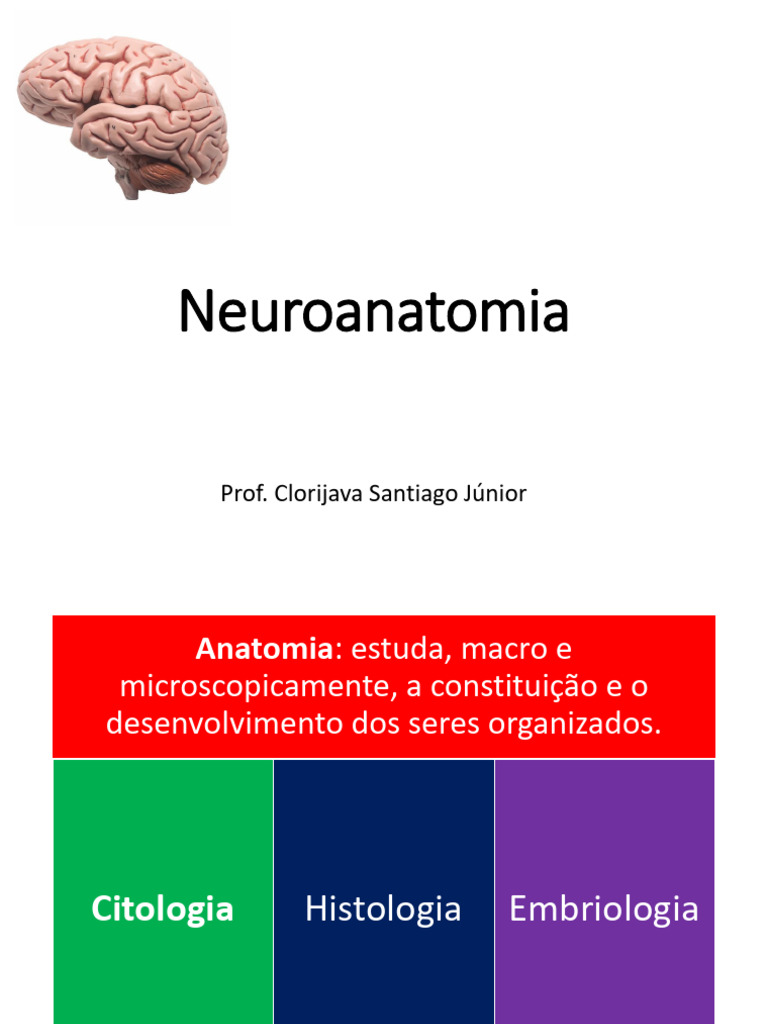 Aula Neuroanatomia Aula 01 | PDF | Cérebro | Sistema nervoso central