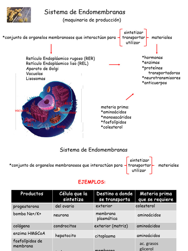 Sistema de Endomembranas: Funciones y Procesos | PDF | Retículo ...
