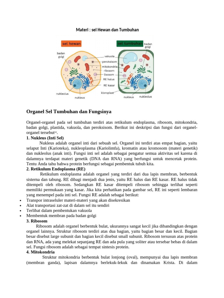 Organel Sel Tumbuhan dan Hewan serta Fungsinya | PDF