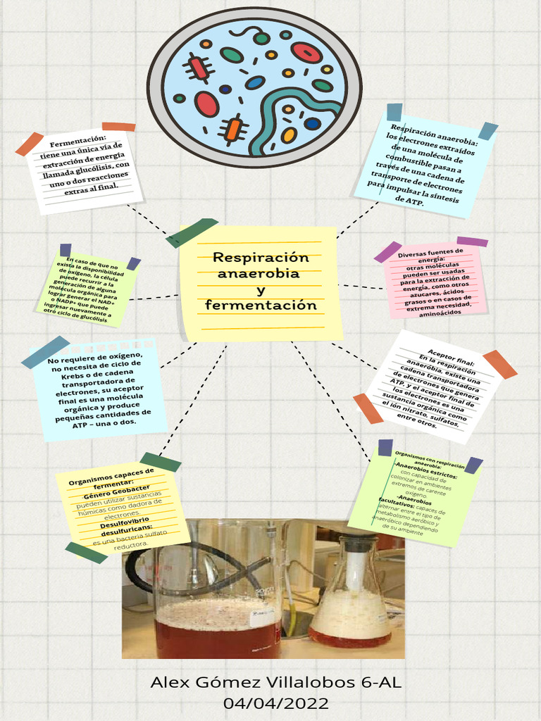 Diferencias Respiración Anaerobia y Fermentación 6-AL | PDF ...