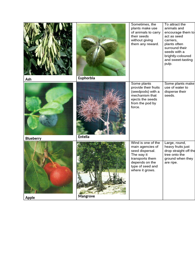 Seed Dispersal Methods in Plants | PDF