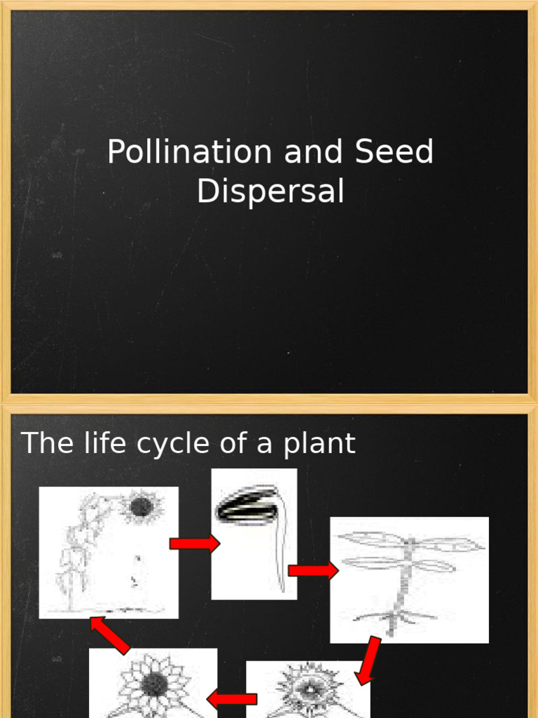 Pollination, Fertilisation, Seed Dispersal and Ger | PDF | Pollination ...