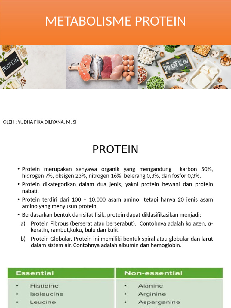 Metabolisme Protein | PDF