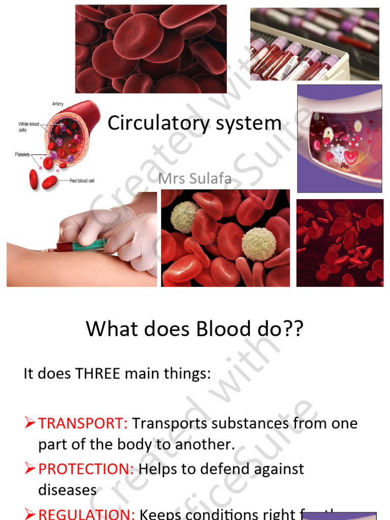 Blood and Circulation GCSE | PDF