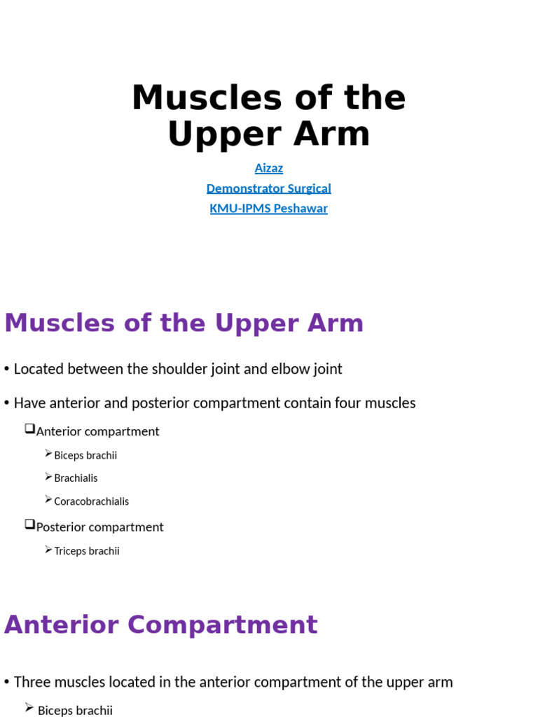 18 Muscles The Upper Arm | PDF | Arm | Elbow