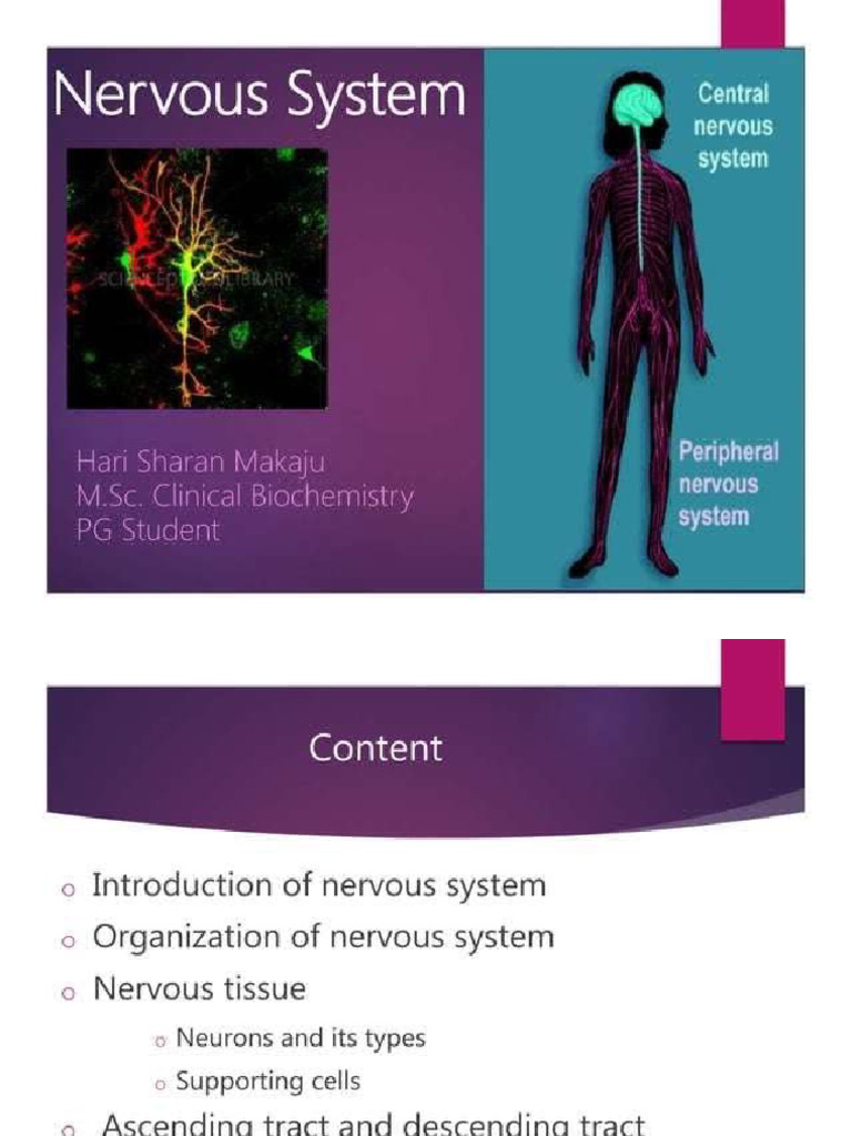 Nervous System | PDF