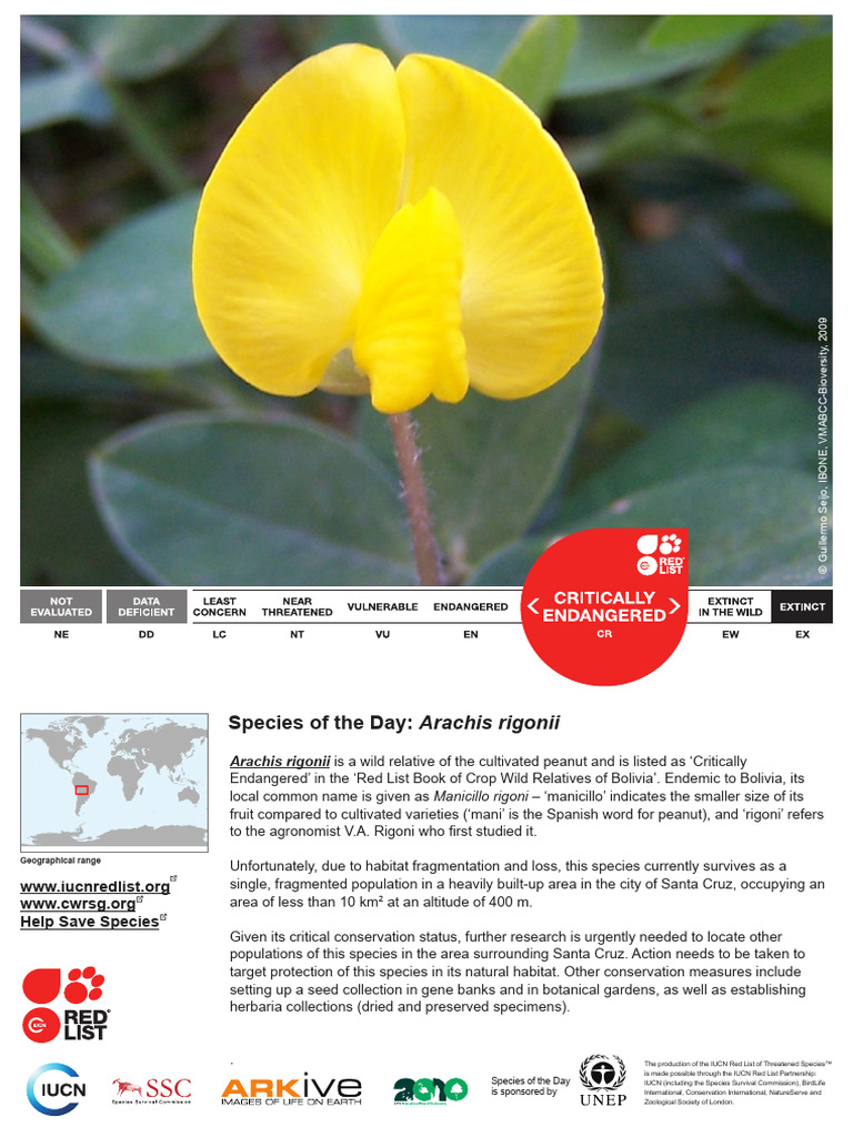 Arachis Rigonii | PDF