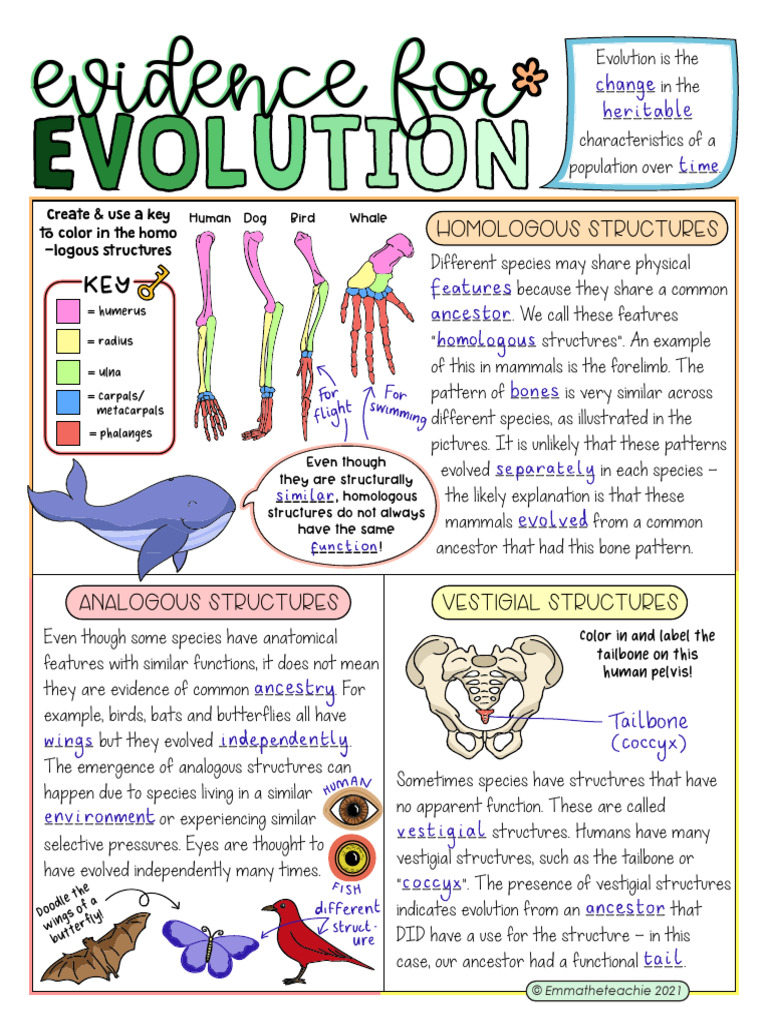 Evidence of Evolution Explained | PDF | Dna | Fossil