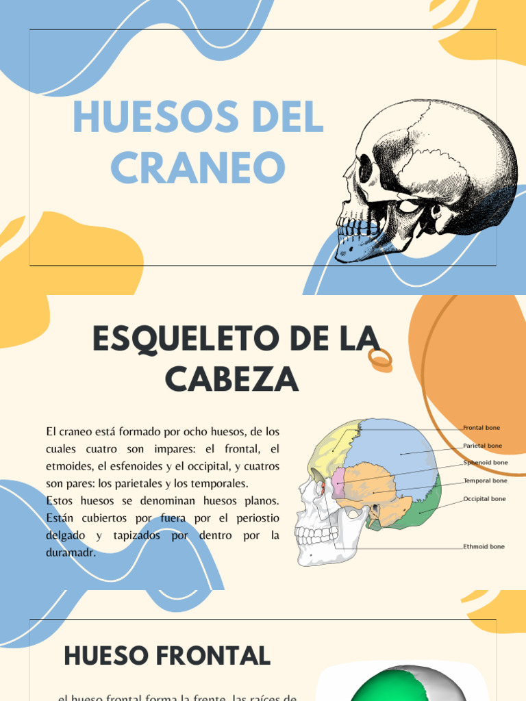 Huesos del Cráneo: Estructura y Función | PDF | Cráneo | Sistema ...