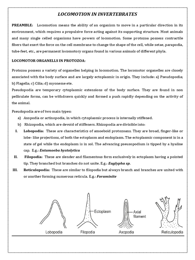 Locomotion Mechanisms in Protozoa | PDF | Microtubule | Actin