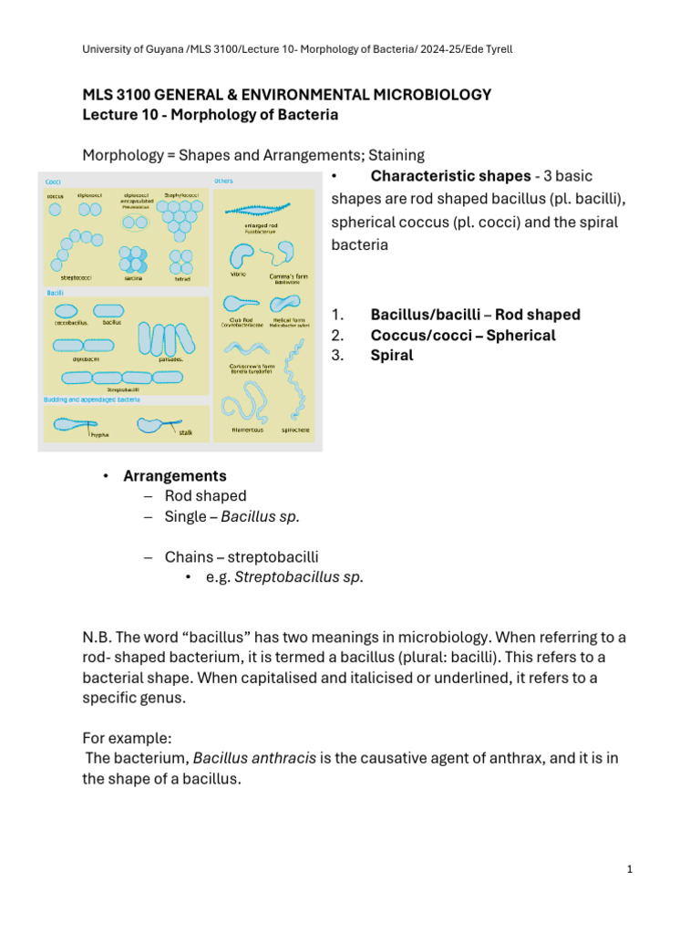 MLS 3100 Lecture 10 Bact Morpho 2024-25 | PDF | Microbiology | Biology
