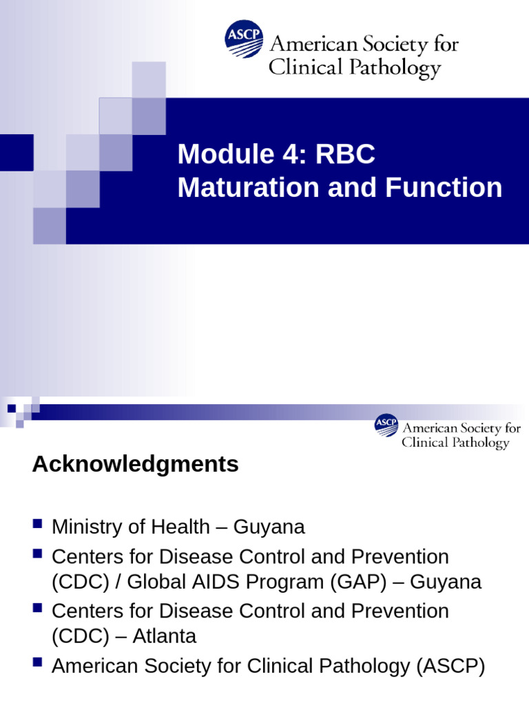 RBC Maturation and Erythropoiesis Guide | PDF | Red Blood Cell ...