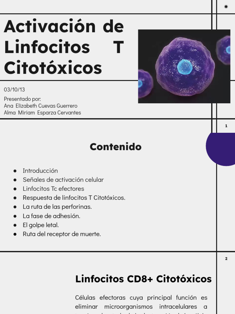 Activación de Linfocitos T CD8+ | PDF | Célula T | Linfocitos