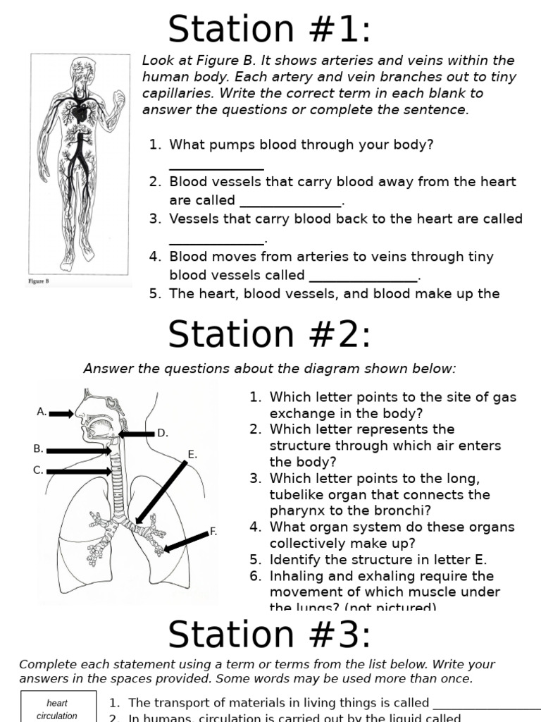Human Circulatory and Respiratory Systems | PDF | Blood | Circulatory ...
