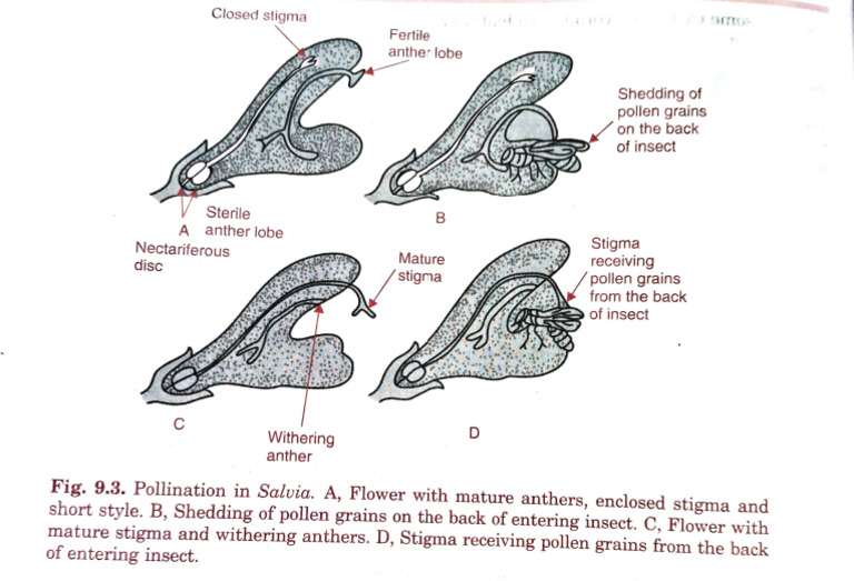 Pollination Process in Salvia | PDF