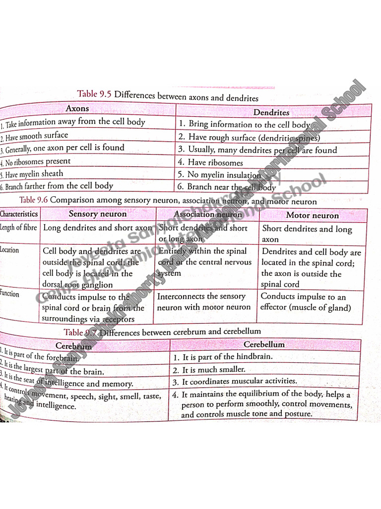 Nervous System & Sense Organs (10A) Important Questions and Answers | PDF