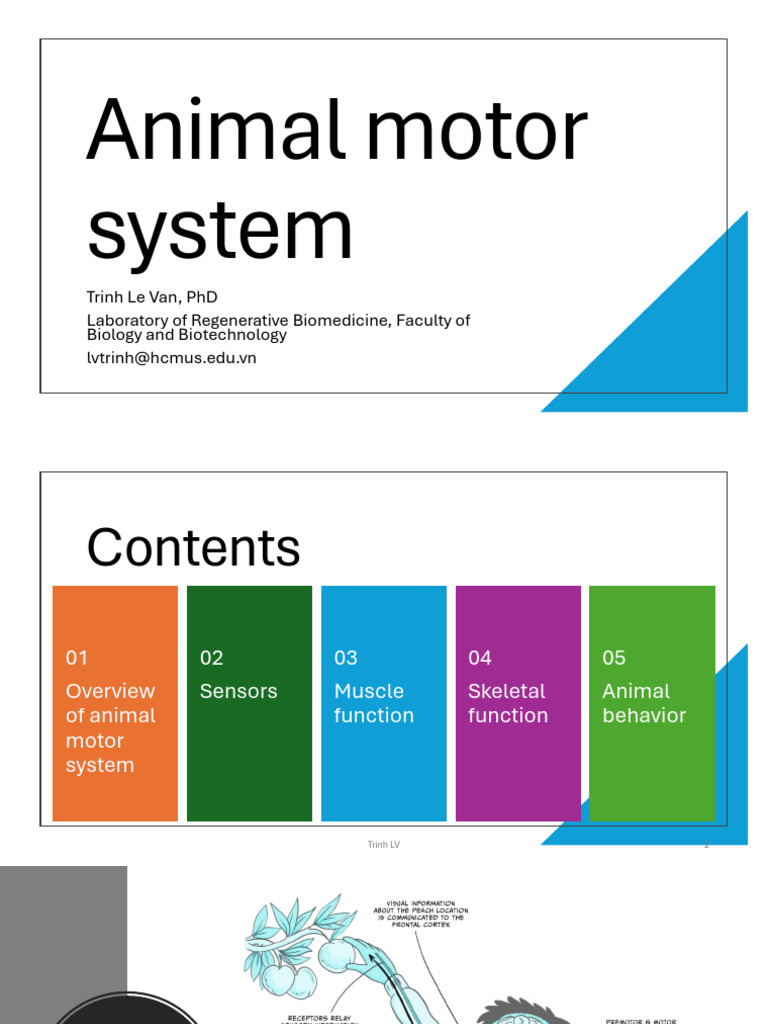 Animal motor system | PDF | Skeleton | Stimulus (Physiology)