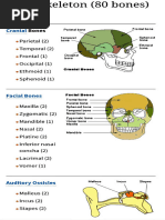 Human Skeleton All Bones Chart | PDF | Musculoskeletal System | Skeletal System
