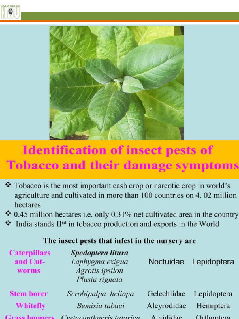 Insect Pests of Tobacco | PDF