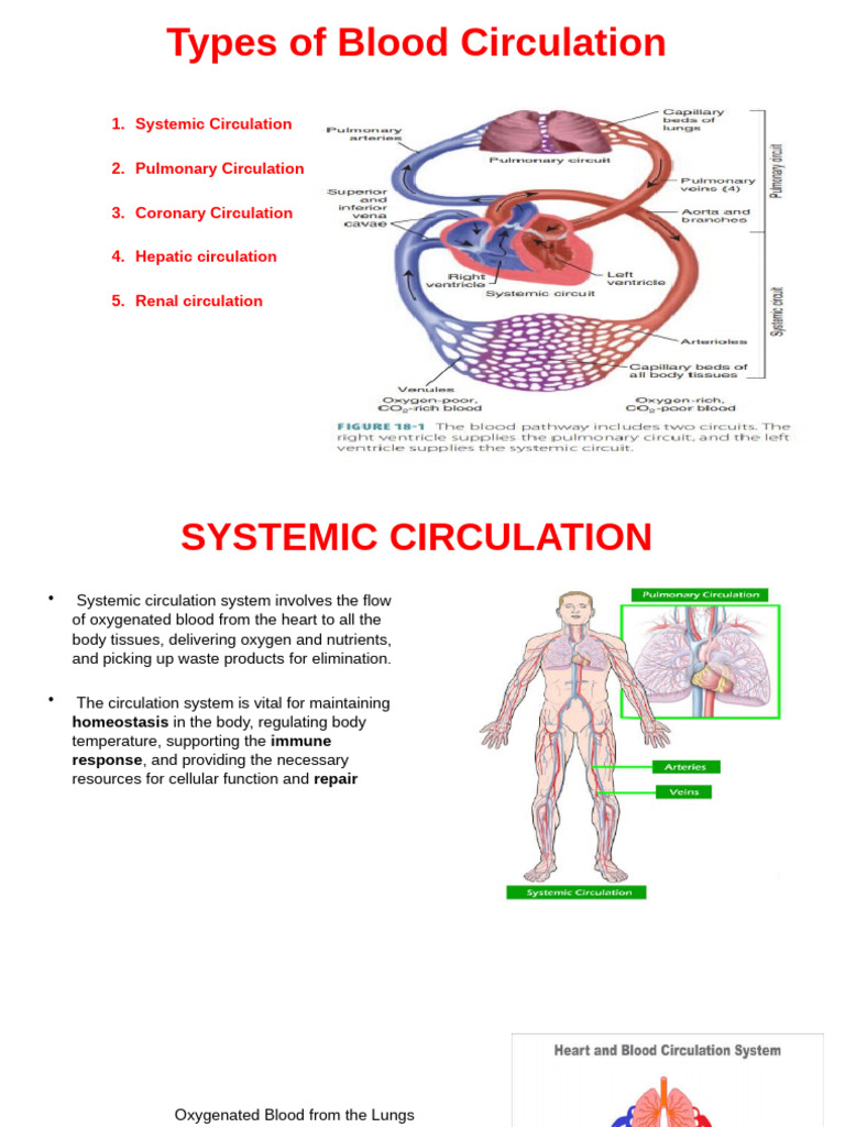 Understanding Blood Circulation | PDF | Circulatory System | Coronary ...