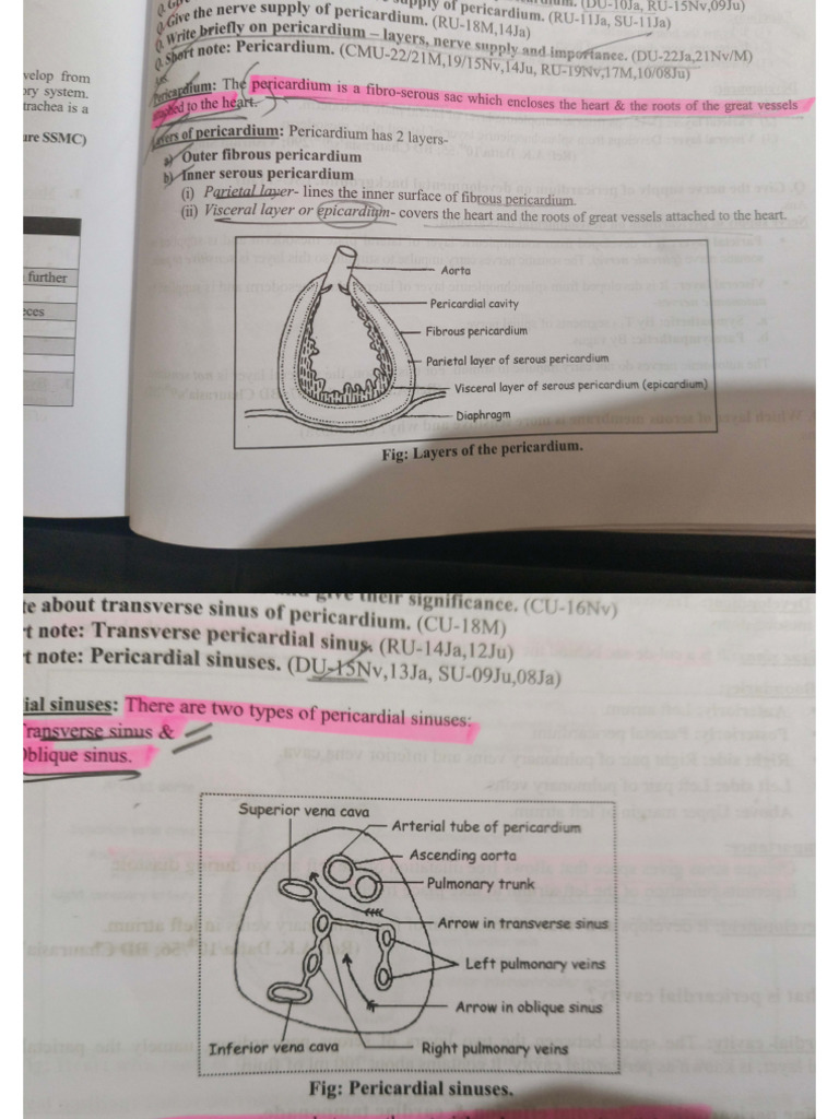 thorax diagram | PDF