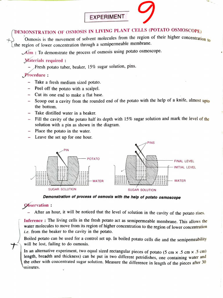 Osmosis Experiment with Potato Osmoscope | PDF | Osmosis | Chemistry