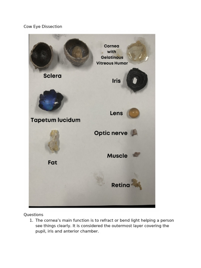 Cow Eye Dissection Guide & FAQs | PDF | Human Eye | Eye