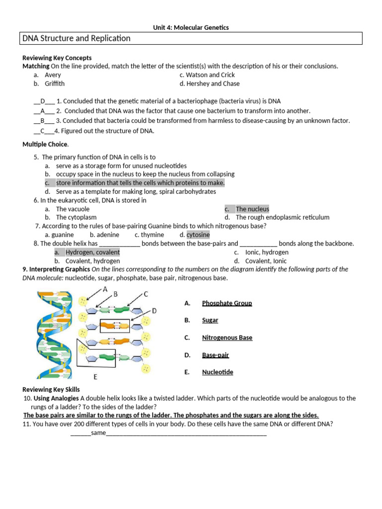 Molecular Genetics: DNA & RNA Basics | PDF | Rna | Dna