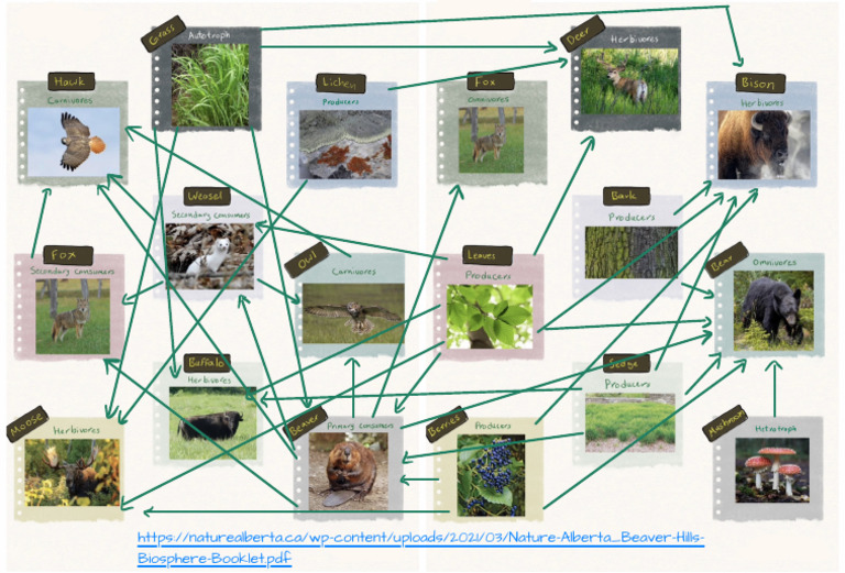 Food Web Project | PDF