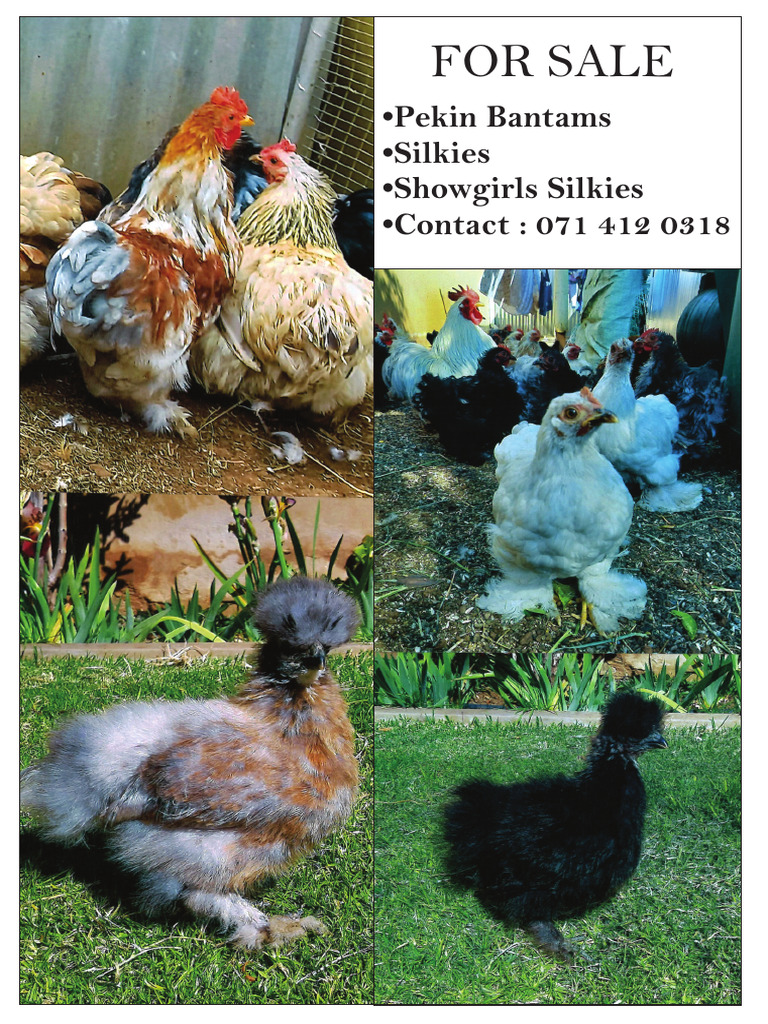 Chickens | PDF