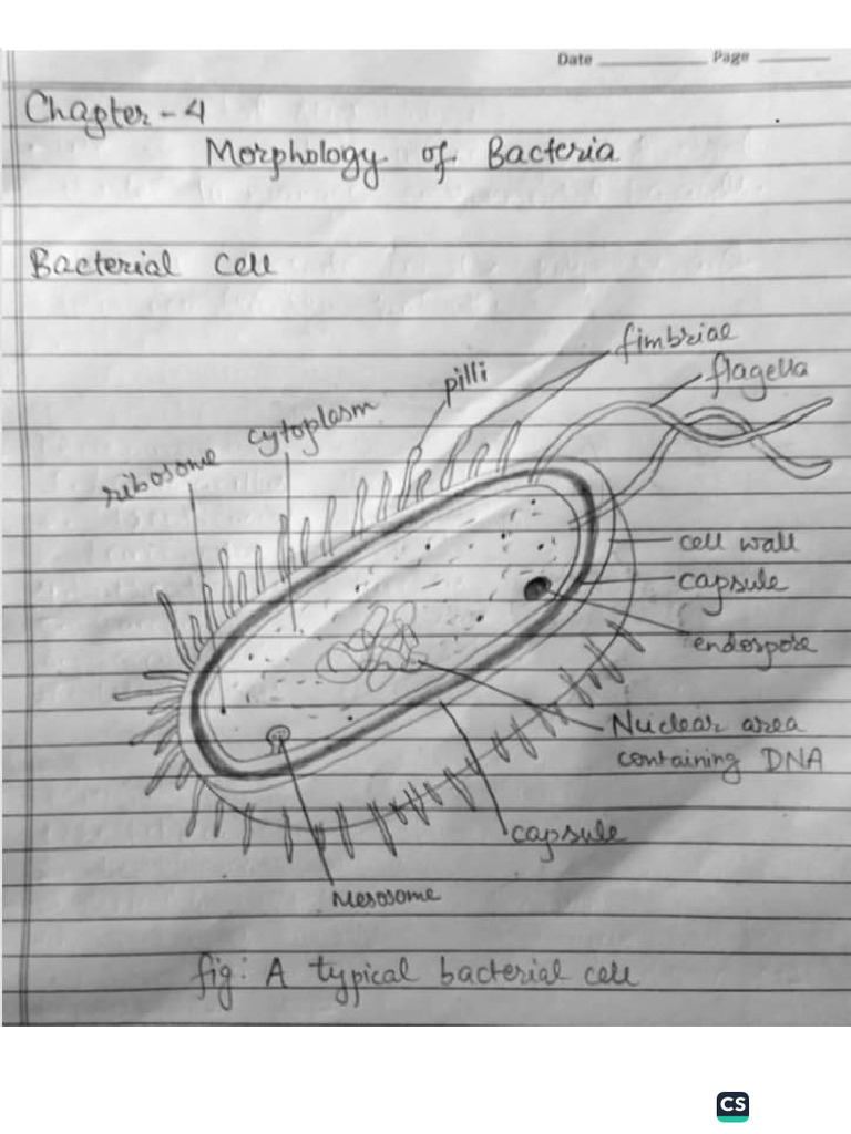 Morphology of Bacteria | PDF