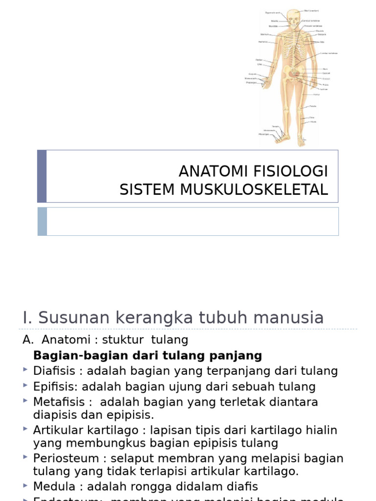 ANATOMI FISIOLOGI SISTEM MUSKULOSKELETAL | PDF