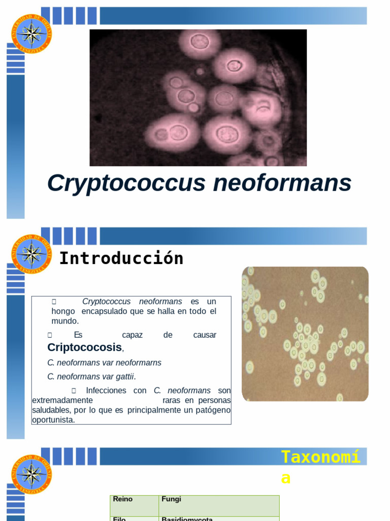 Cryptocococcus neoformans | PDF | Meningitis | Hongo