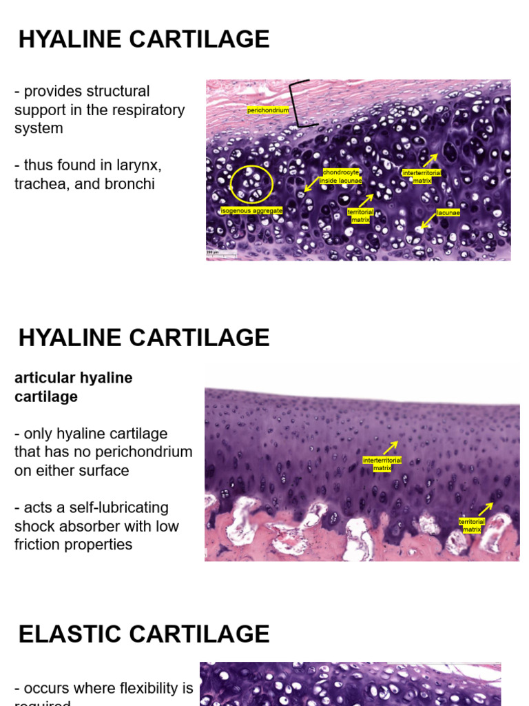 Hyaline Cartilage Overview and Functions | PDF