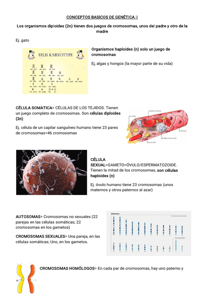 Conceptos Basicos de Genética Ii | PDF