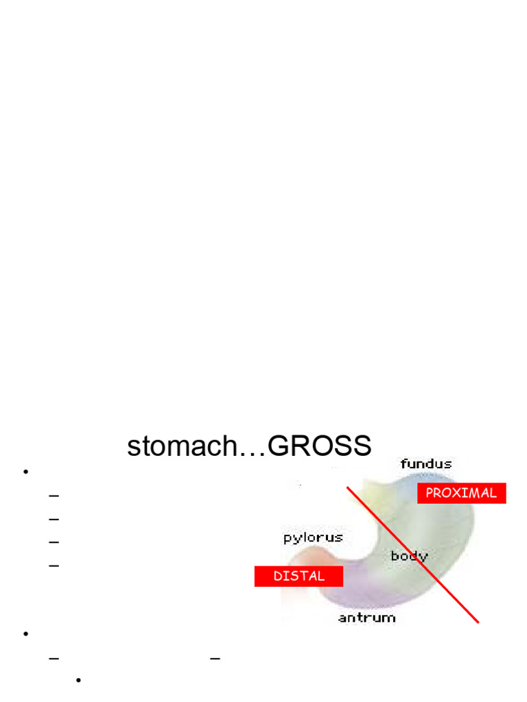 4-Normal Function of Stomach II - 2018 | PDF | Stomach | Physiology
