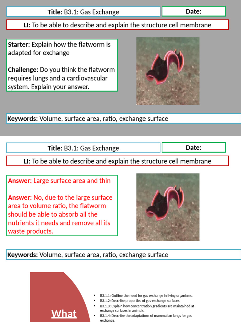 B3.1 Gas Exchange | PDF | Breathing | Exhalation