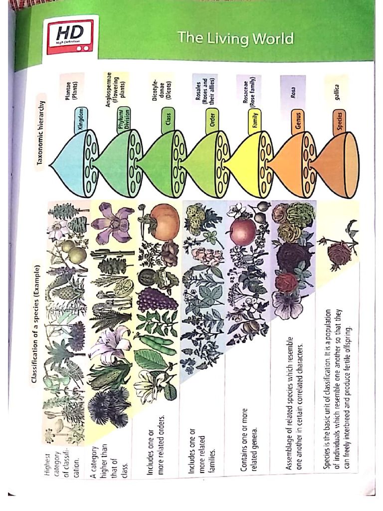 Allen Biology Diagram Overview | PDF