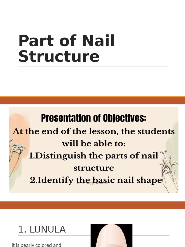 Nail Structure Overview: Key Components | PDF