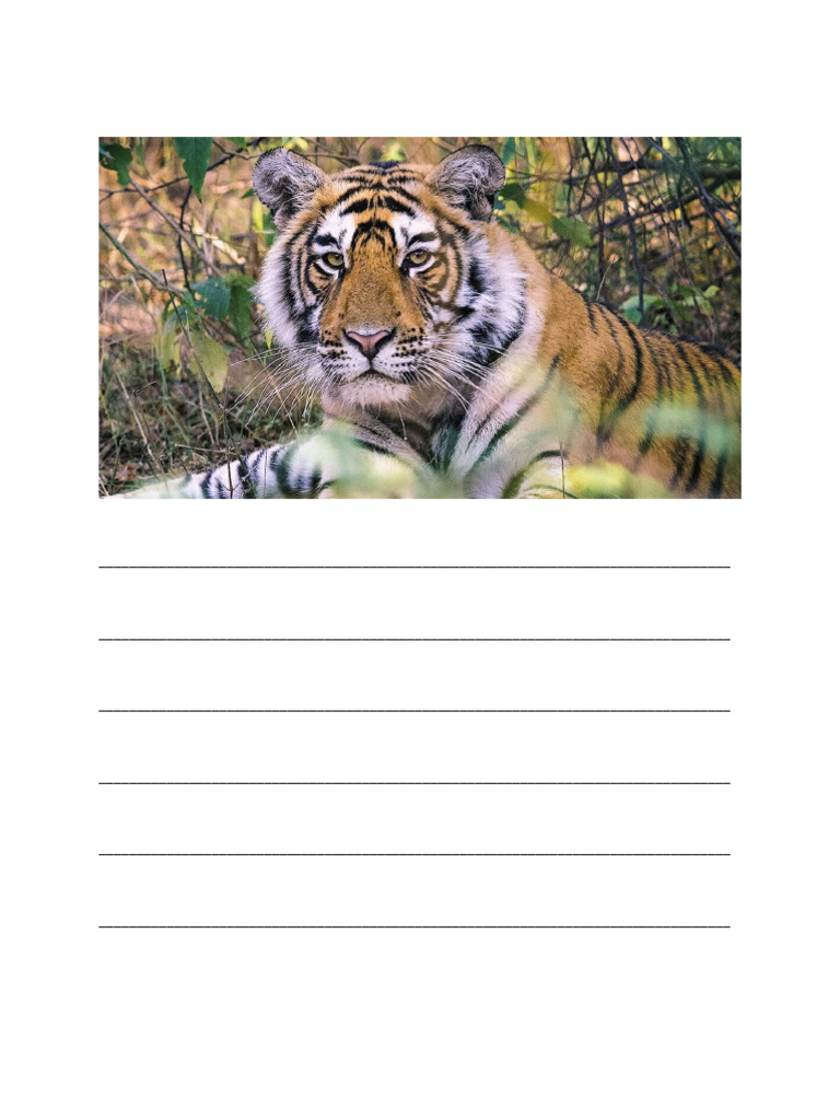 TIGER | PDF