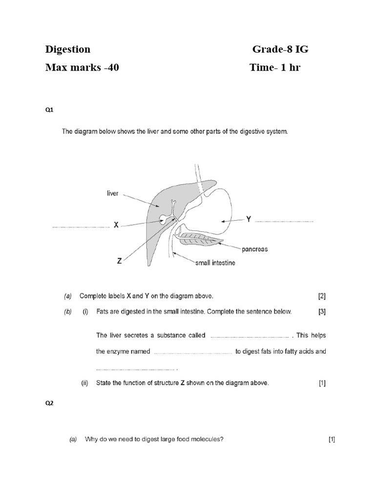 Digestion Test 8 IG | PDF