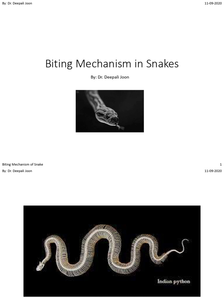 Biting Mechanism in Snakes | PDF | Snake | Skull