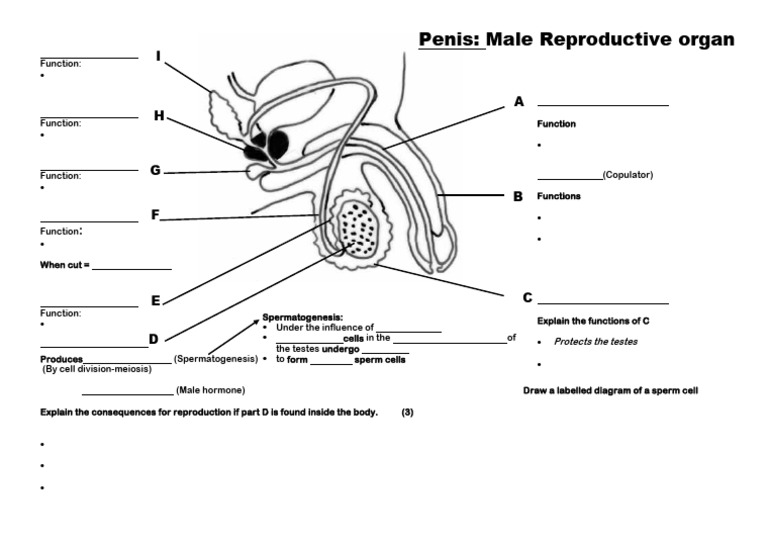 2.1 Male Reproductive System ONE PAGER | PDF