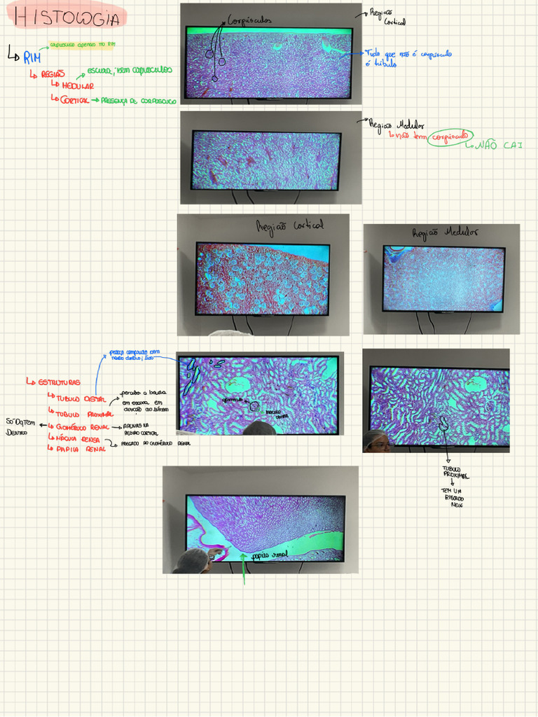 Quadriculado Histo | PDF