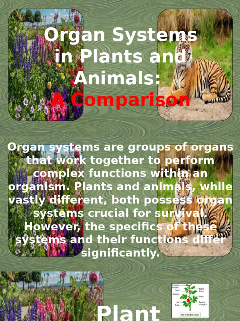Plant vs. Animal Organ Systems Explained | PDF | Human Body | Root
